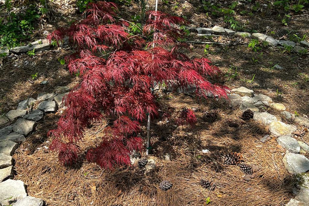 Types of Dwarf Japanese Maples (Most Common Varieties) - Tiny Tree Hub