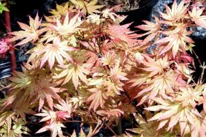 21 Types of Japanese Maples (Zone, Size, Color) - Tiny Tree Hub