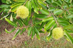 14 Fruit Trees in Michigan (With Pictures) - Tiny Tree Hub