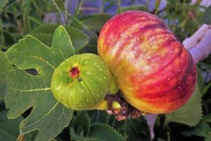 14 Fruit Trees in Michigan (With Pictures) - Tiny Tree Hub