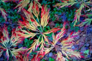 21 Types of Japanese Maples (Zone, Size, Color) - Tiny Tree Hub