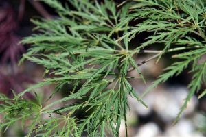 21 Types of Japanese Maples (Zone, Size, Color) - Tiny Tree Hub