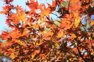 21 Types of Japanese Maples (Zone, Size, Color) - Tiny Tree Hub
