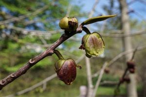 14 Fruit Trees in Michigan (With Pictures) - Tiny Tree Hub