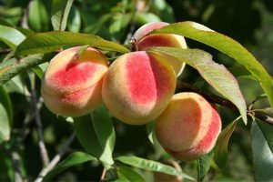 14 Fruit Trees in Michigan (With Pictures) - Tiny Tree Hub
