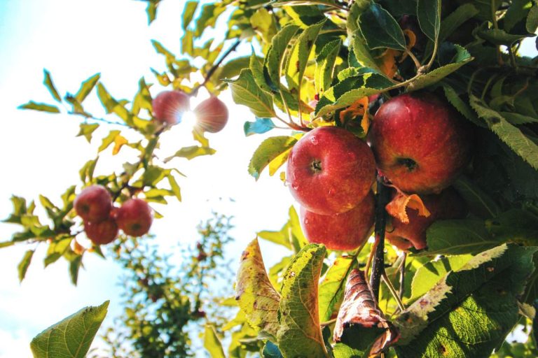 14 Fruit Trees in Michigan (With Pictures) - Tiny Tree Hub