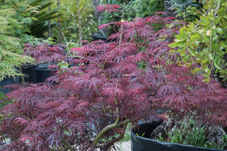 21 Types of Japanese Maples (Zone, Size, Color) - Tiny Tree Hub