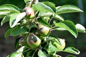 11 Best Dwarf Fruit Trees for Small Gardens - Tiny Tree Hub