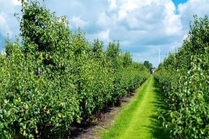 11 Best Dwarf Fruit Trees for Small Gardens - Tiny Tree Hub