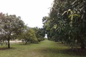 11 Best Dwarf Fruit Trees for Small Gardens - Tiny Tree Hub
