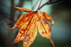 How to Revive a Dying Japanese Maple Tree: Tips and Tricks - Tiny Tree Hub