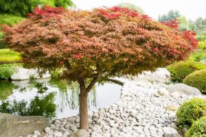 How to Revive a Dying Japanese Maple Tree: Tips and Tricks - Tiny Tree Hub