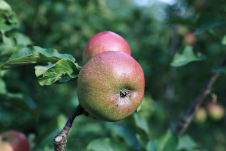 11 Best Dwarf Fruit Trees For Small Gardens Tiny Tree Hub