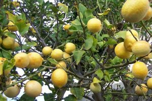 11 Best Dwarf Fruit Trees for Small Gardens - Tiny Tree Hub