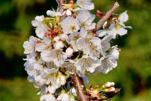 11 Best Dwarf Fruit Trees for Small Gardens - Tiny Tree Hub