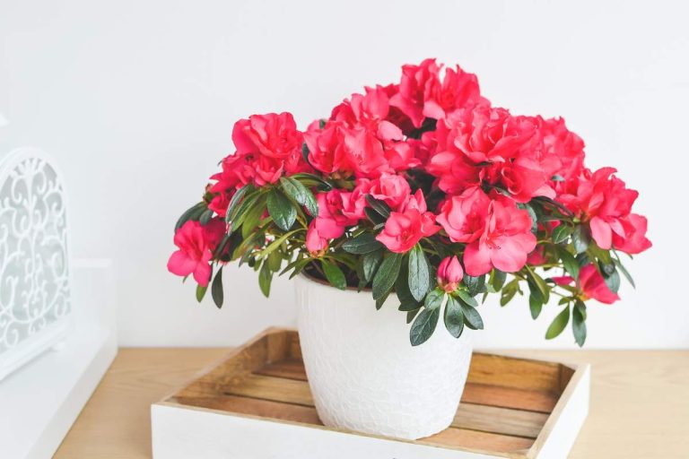 6 Problems With Azaleas in Pots (Plus Care Tips) - Tiny Tree Hub