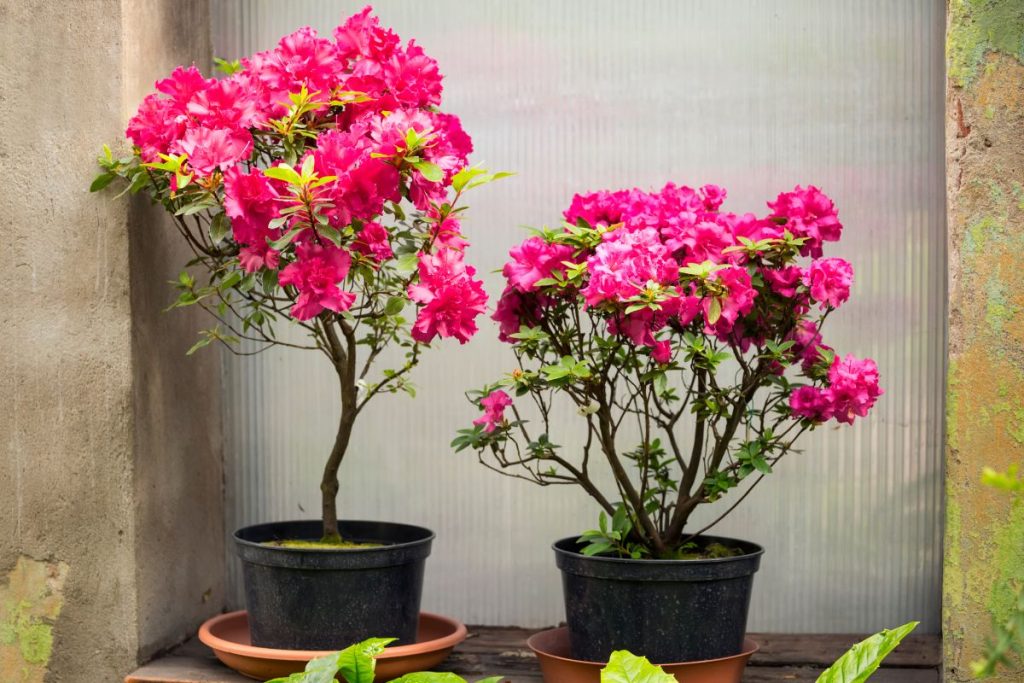 12 Potted Trees That Grow in Shade - Tiny Tree Hub