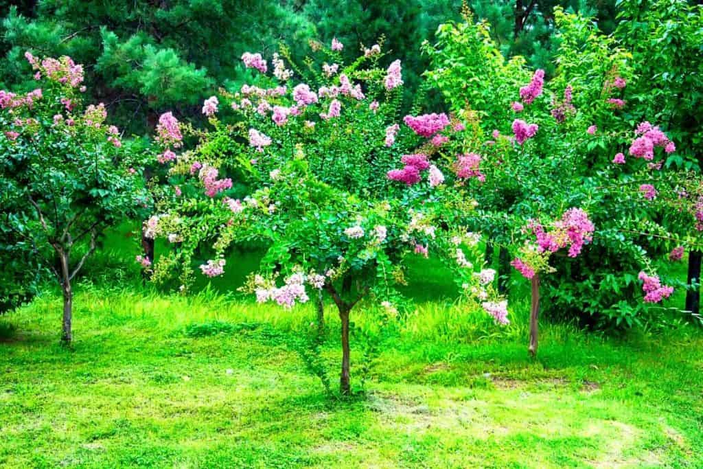 8 Shrubs That Can Be Pruned Into Small Trees - Tiny Tree Hub