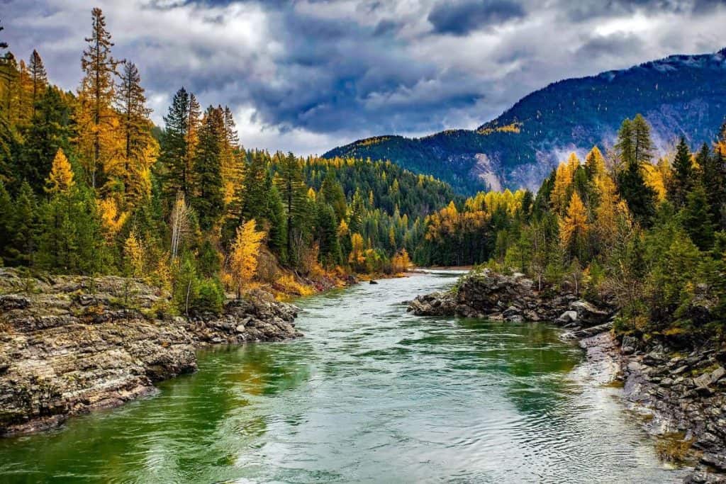 10 U.S. States With the Most Forest Land - Tiny Tree Hub