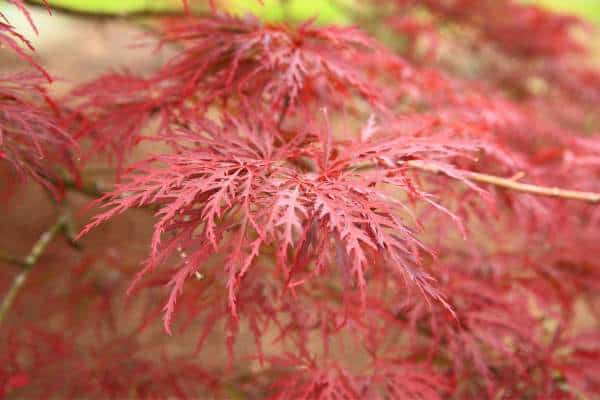 Types of Dwarf Japanese Maples (Most Common Varieties) - Tiny Tree Hub