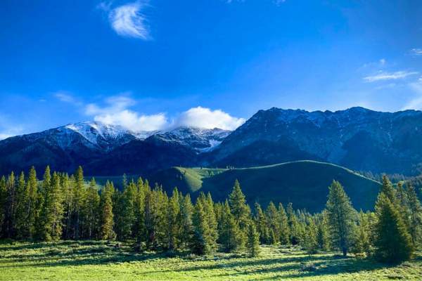 10 U.S. States With the Most Forest Land - Tiny Tree Hub