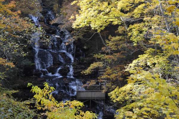 10 U.S. States With the Most Forest Land - Tiny Tree Hub